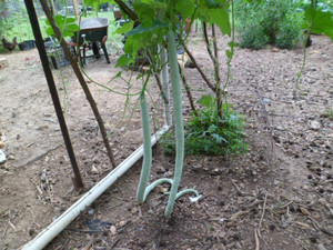 VibeX KGF -71 - Long Snake/Serpent Gourds Chichinda - (100 Seeds) Seed ...