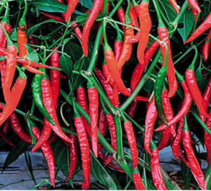 greenfarm NXC- Chilli Seeds / Mirchi Seeds / Organic, 280 X Seeds ...