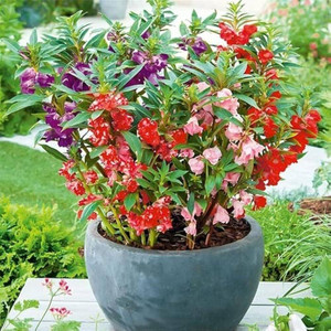 HAMPHU american dopati seeds Seed Price in India - Buy HAMPHU american ...