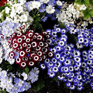 JRYU Cineraria ‘Mix’ F1 Hybrid Flower Seeds for Home Gardening Seed ...