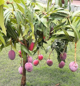 Hybrid mango plant Alphonso mango plant Highest yield Verity very testy ...