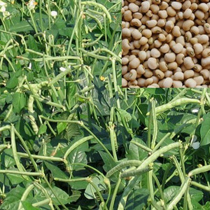 PMA Cowpea Seeds, CW18 Organic Hybird, Black-eye Pea ,Borboti Gardening ...
