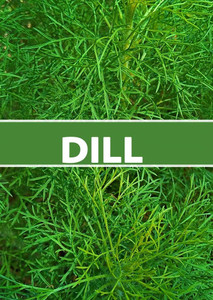 GRAXY Organic Green Dill/Soya Herb Plant Seed Price in India - Buy ...