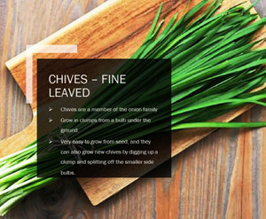 VibeX CHIVES – FINE LEAVED SEEDS(5000 Seeds) Seed Price in India - Buy ...