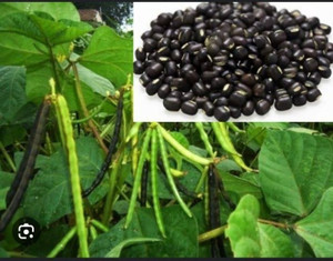 HYBRID URAD SEEDS URAD SEEDS Seed Price in India - Buy HYBRID URAD ...