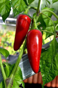 jkfarm Mirchi, Bullet chilli Seed Price in India - Buy jkfarm Mirchi ...