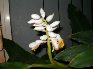 CYBEXIS HUA-48 - Chota Elach -Cardamom -Veldode -Yallaki -EalaChai ...