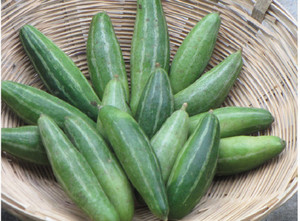 WILLVINE Hybrid Pointed gourd Seeds,Parwal,Parval[10 Gms, 50 Seeds ...