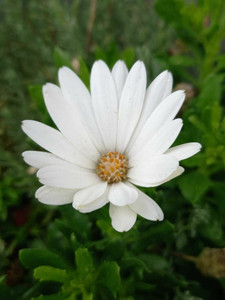 FEVESTA Organic Dimorphotheca Flower Plant Seed Price in India - Buy ...