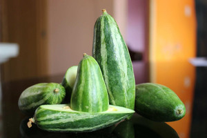WILLVINE Desi Pointed gourd Seeds,Parwal,Parval[500 Gms, 2500 Seeds ...
