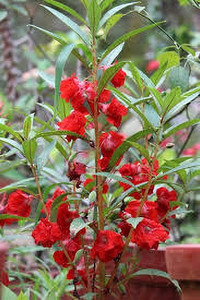 ibains Balsam flower seed Seed Price in India - Buy ibains Balsam ...