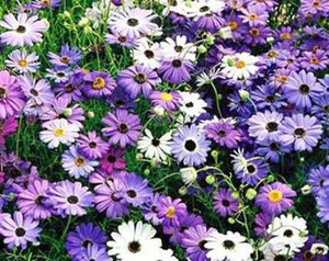 Paudha Brachycome mix Seed Price in India - Buy Paudha Brachycome mix ...