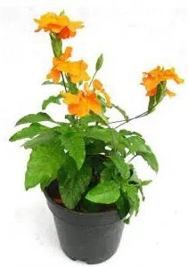 MAA Marigold Double White Seed Price in India - Buy MAA Marigold Double ...