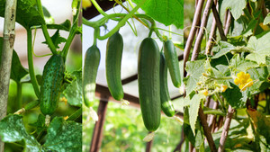 Arshiayat Desi Cucumber Seeds, F1 Hybrid Variety Khira Seeds For Home ...