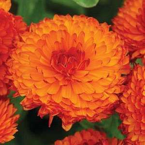 KANAYA Yellow Organic Calendula Flower Seed Price in India - Buy KANAYA ...
