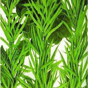 KANAYA Gwar Fali (Cluster Beans) Seed Price in India - Buy KANAYA Gwar ...