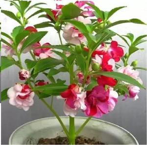 Dbbrothers Balsam(Dopati) flower seeds for home gardening plant,balsum ...