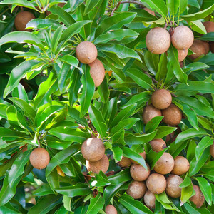 naturehils Chalisa Chikoo, Sapota, Sapodilla, Naseberry Seed, Sobeda ...