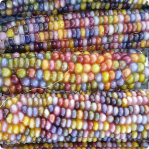 VibeX ® VLR-205 Multi Colored Translucent Rainbow Flint Corn Seed Price ...