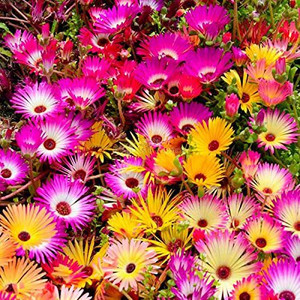 KANAYA Mesembryanthemum Flower Seed Price in India - Buy KANAYA ...