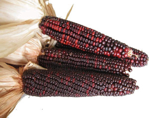 VibeX ® VXI-778 Bloody Butcher Dent Red Corn Seed Price in India - Buy ...