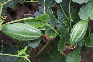 Arshiayat Parwal vegetable Seed Price in India - Buy Arshiayat Parwal ...