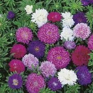 ACCELCROP Aster- Flower Seeds for Balcony Gardening Seed Price in India ...