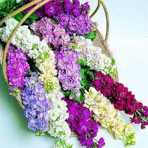 KANAYA Stock Matthiola Incana Double Mix Flower Seed Price in India ...