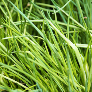 VibeX Chives Seed Price in India - Buy VibeX Chives Seed online at ...