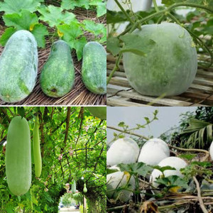 ibains Petha seeds desi 11 Seed Price in India - Buy ibains Petha seeds ...