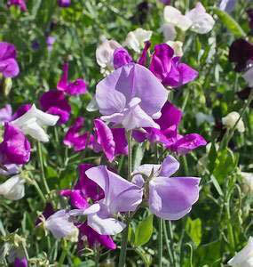 KANAYA Sweet pea Color F1 Hybrid Flower Seed Price in India - Buy ...