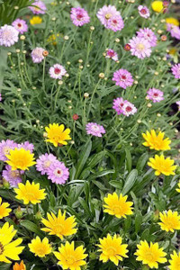 Aro Mesembryanthemum Seed Price in India - Buy Aro Mesembryanthemum ...
