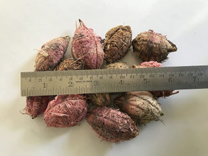 WILLVINE GUA-55 Malabar Almond Jangli Badam Tree Seeds Seed Price in ...