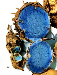 STOKIYA Natural Kala Haldi, Kali Haldi, Kari Manjal, Curcuma 700 gram ...