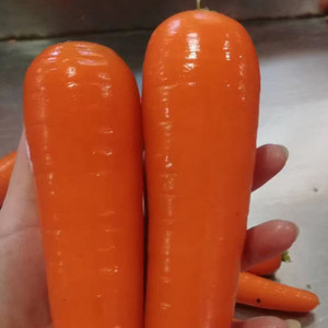 ZIFR Orange Carrot Gajar Seed Price in India - Buy ZIFR Orange Carrot ...