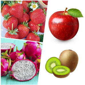 Oliver apple,litchi,kiwi,dragon fruit seeds Seed Price in India - Buy ...