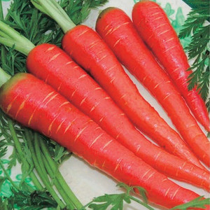 RUDAN Red Carrot / Daucus carota Seed Price in India - Buy RUDAN Red ...