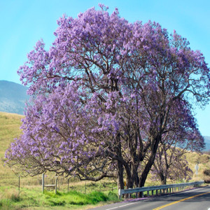 SHOP 360 GARDEN Jacaranda Mimosifolia, Blue Jacaranda, Neeli Gulmohur ...