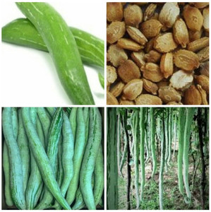 VibeX Summer Long Snake Gourd Vegetable Seeds[100 Gms, 500 Seeds] Seed ...