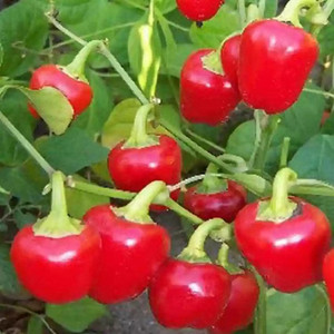 SREE Bombai Mirchi Seed,Bullet Chilli Seed Price in India - Buy SREE ...