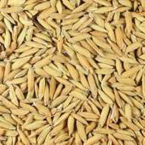 SREE Basmati Paddy, Rice Seed for Farming & Agriculture, 1Kg Per Packet ...