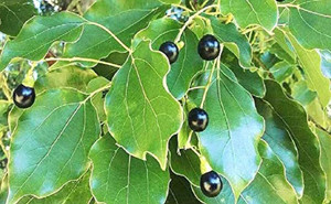 GROWN Kapoor (Camphor) Seeds For Home Gardening - 150 Seed Price in ...