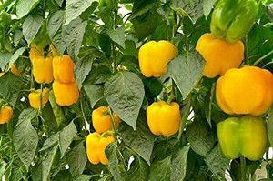 JRYU Shimla Mirch F1 Hybrid Vegetable Seed Price in India - Buy JRYU ...