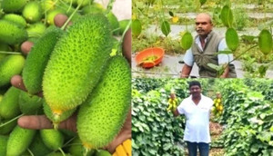 VibeX Summer Vegetable Spiny Gourd Seeds[100 Gms, 500 Seeds] Seed Price ...