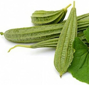 VibeX ® VLR-227 Luffa Acutangula Seeds Angled Ridge Gourd Turai Seed ...