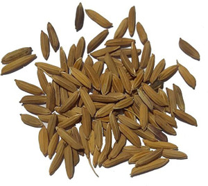 STOKIYA BLACK RICE PADDY F1 HYBRIDE VARIETY RAREST MANIPURI PADDY (25KG ...