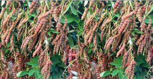 Arahar 100g, Tuar seeds red gram seeds arhar dal seeds highest yield ...