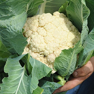 CRGO CAULIFLOWER , PHHOL GOBHI Seed Price in India - Buy CRGO ...