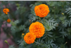 VERTISE African गेंदे का फूल / Flower Marigold/Gainda Orange Seed Price ...