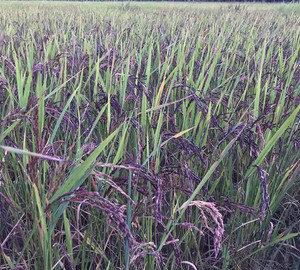 AYODHYAvati Black paddy seeds for forming and gardening !! Kala namak ...